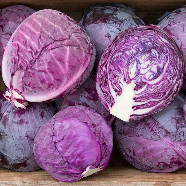 Cabbage – Red Express – EZ Step Products