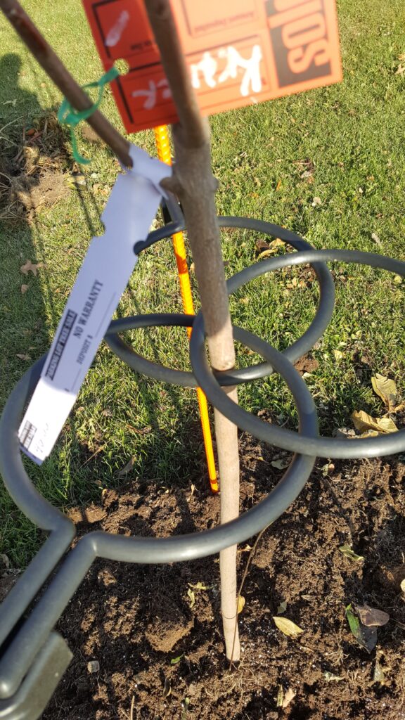 Affordable EZ Step Sapling Support Systems - EZ Step Products