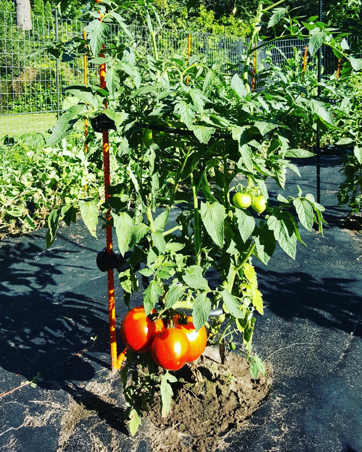 Determinate Tomato Plant Support System for 3-4 FT Tomato Plant
