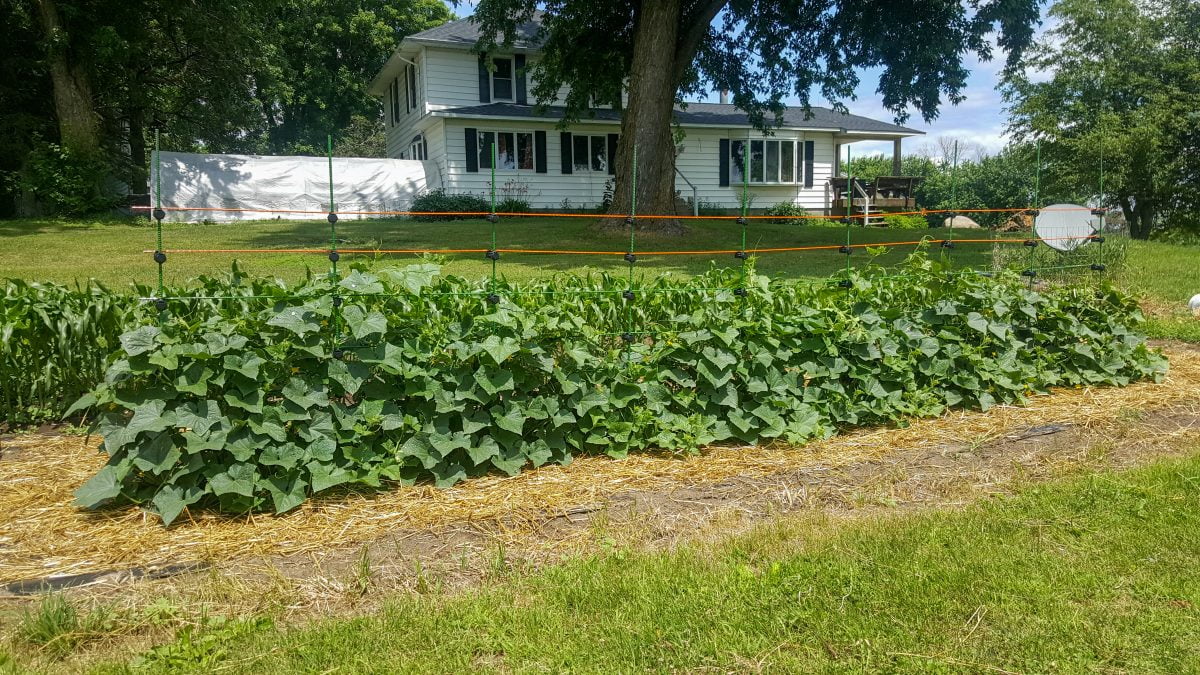 Affordable EZ Trellis System - EZ Step Products