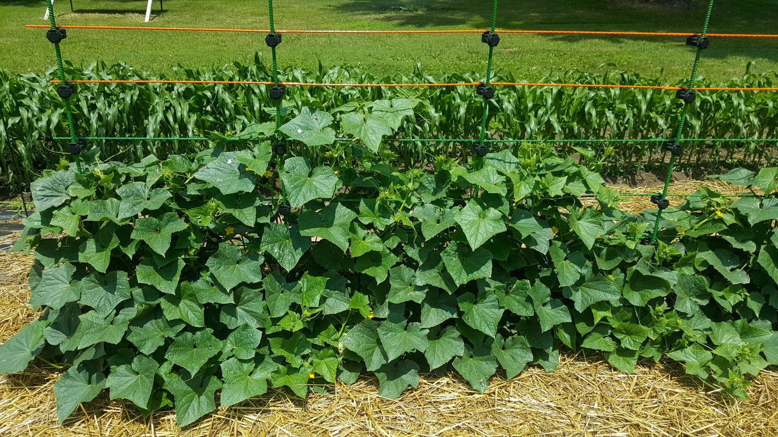 EZ Trellis System: Expandable Garden Trellis