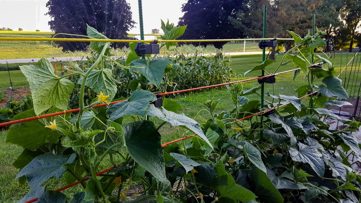 EZ Trellis System: Expandable Garden Trellis