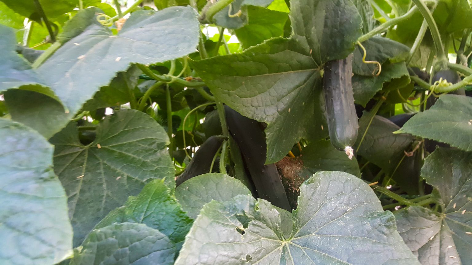 EZ Trellis System: Expandable Garden Trellis