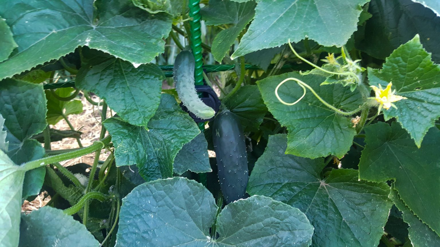 EZ Trellis System: Expandable Garden Trellis