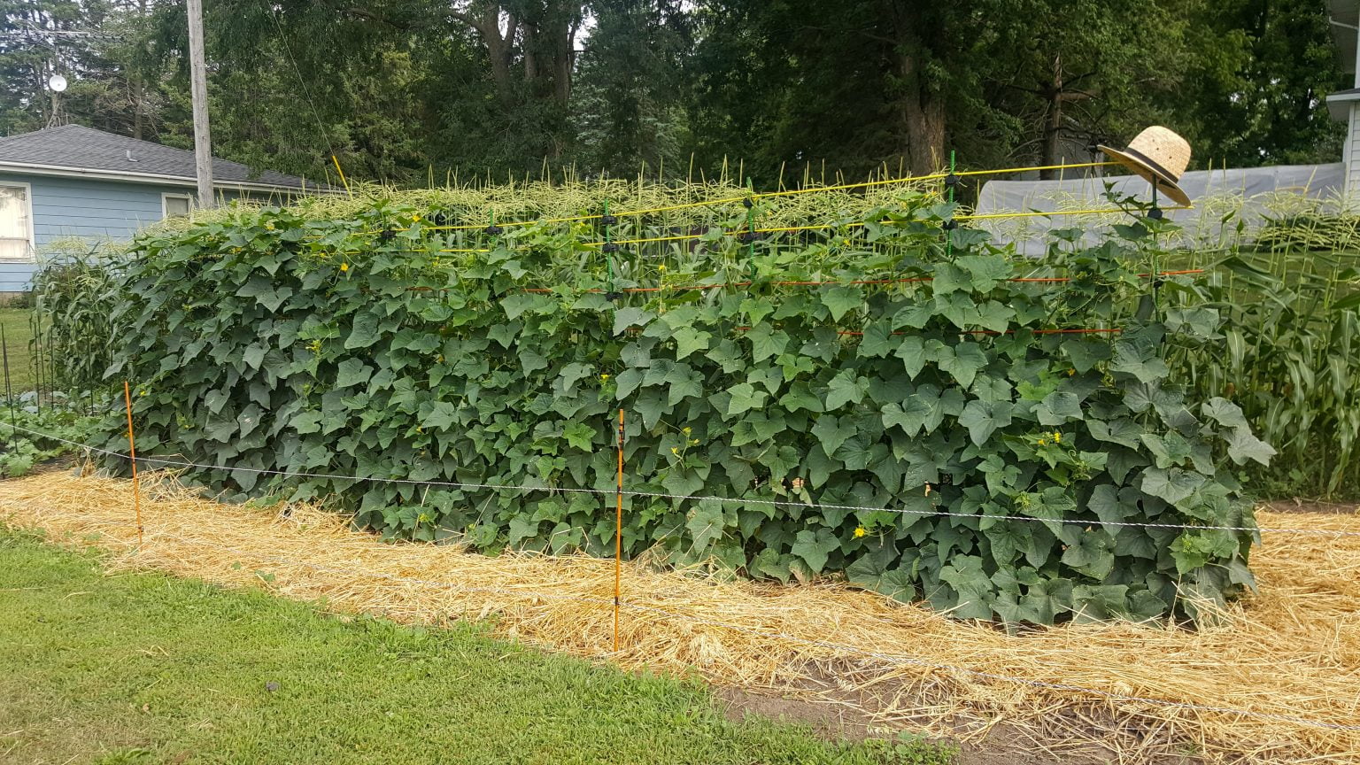 Affordable EZ Trellis System - EZ Step Products