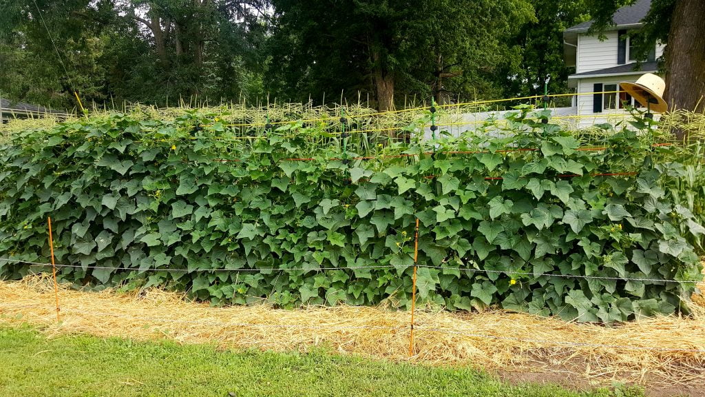 EZ Trellis System: Expandable Garden Trellis