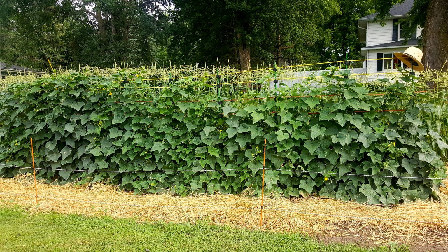 EZ Trellis System: Expandable Garden Trellis