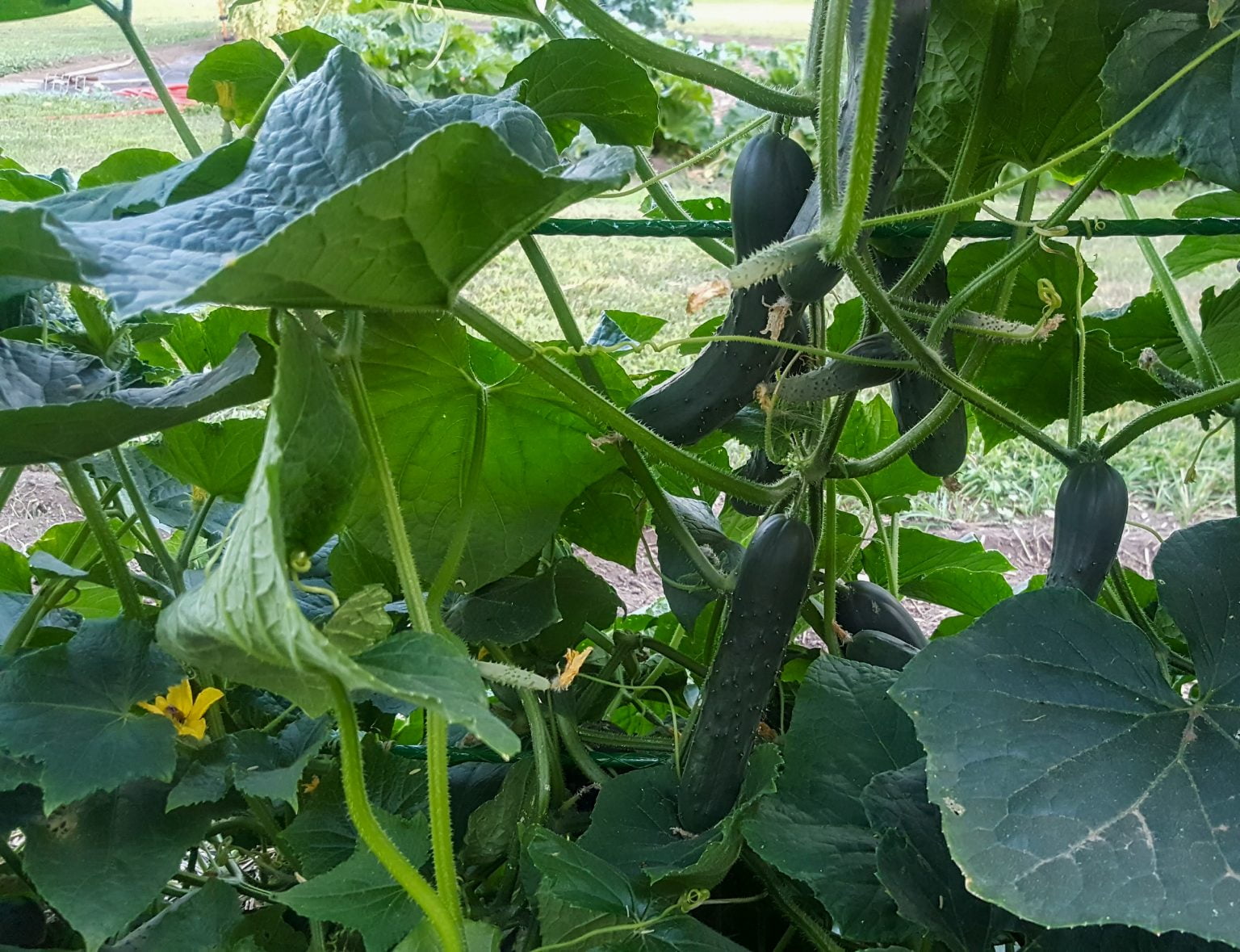 EZ Trellis System: Expandable Garden Trellis